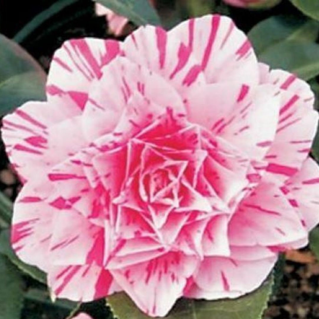 Pink Red Camellia Japonica Plant LES MARBURY Unique Bloom - Etsy