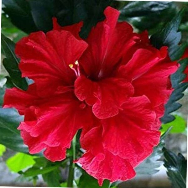 Double Red Hibiscus Live Plant - Etsy
