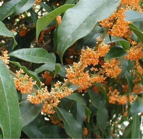 Orange APRICOT ECHO Fragrant Tea Sweet Olive Osmanthus Fragrans- Rooted Starter Plant - Etsy