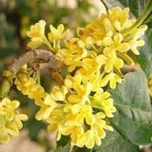 Yellow Tea Olive Plant - Flowering Fragrant Tea Olive Plant - Etsy