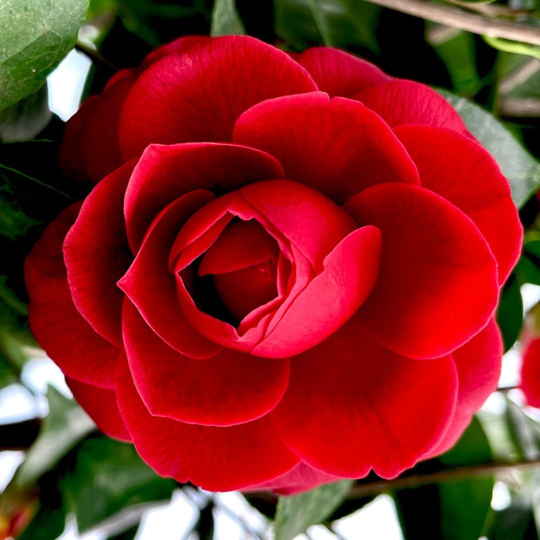 Red Camellia Japonica Plant 'black Tie' -live Starter Plant Ship in Pot ...