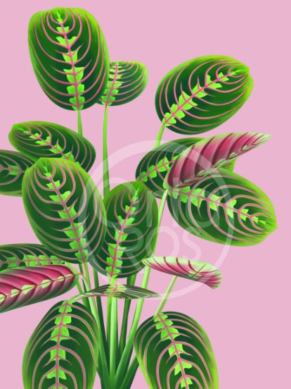 Prayer Plant Clipart