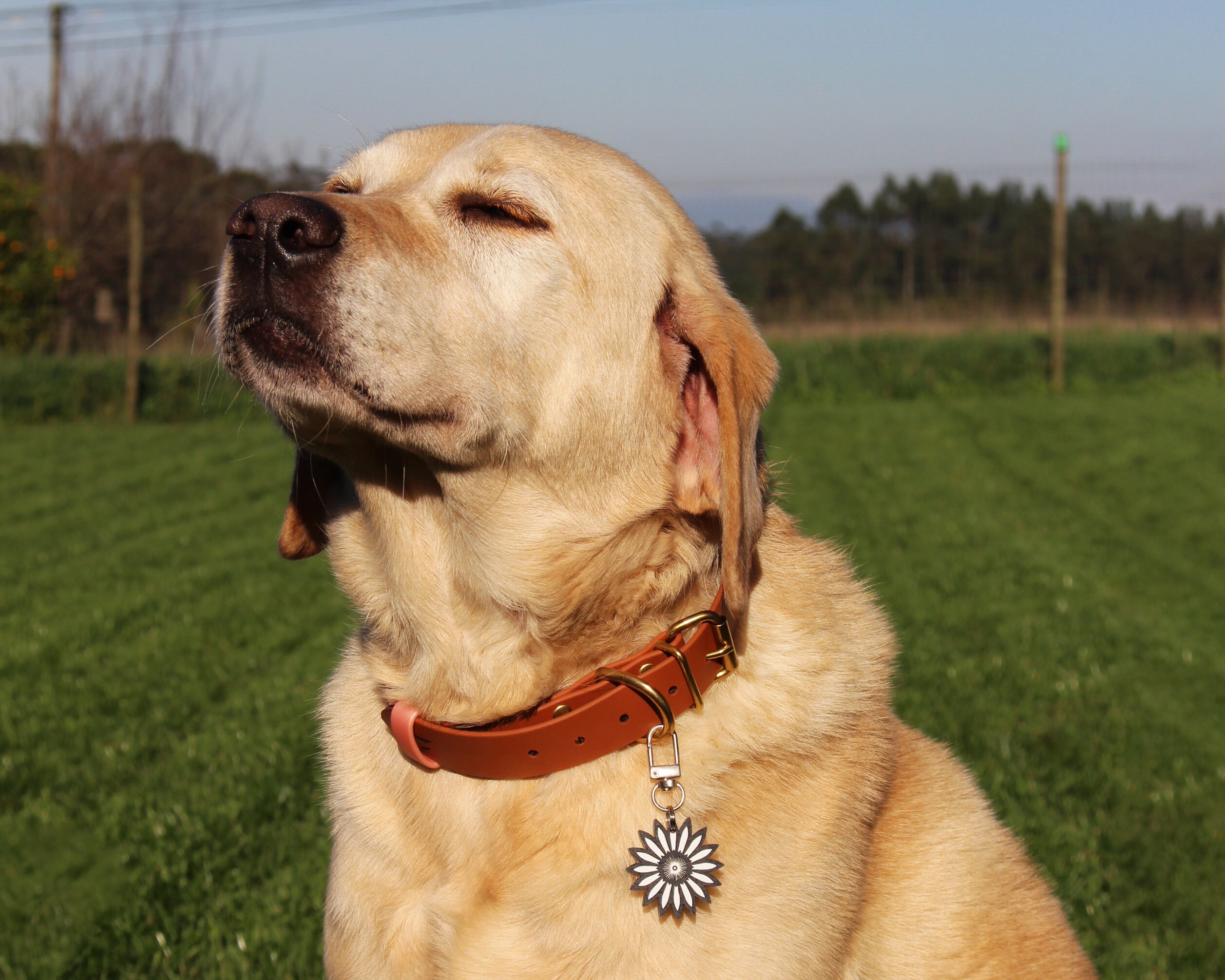 Dog Name Tag: Custom and Engraved Pet Collar Tag for Safety and Style ...