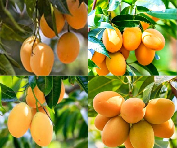 Yellow Mango Tree Images