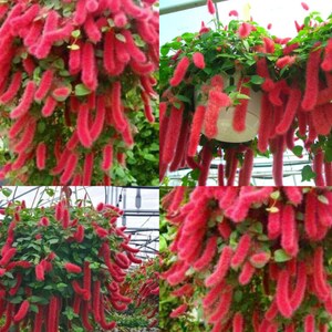Acalypha Pendula CHENILLE Plant-chenille Firetail Plant Cat Tails Plant ...