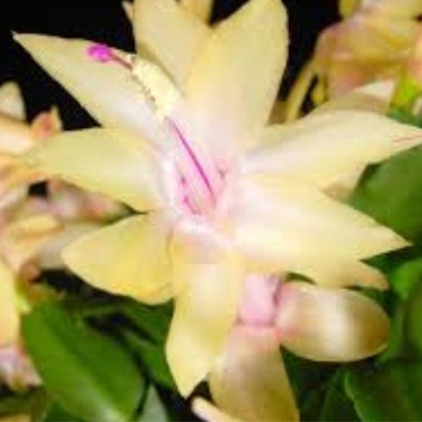 Yellow Christmas Cactus - Etsy