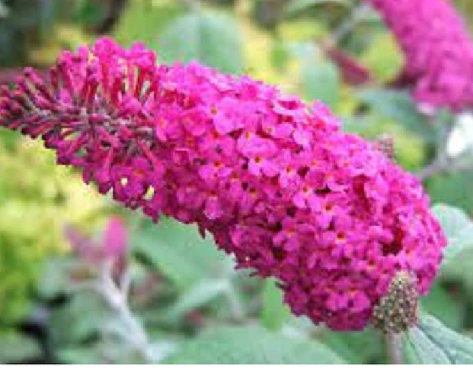 Buddleja Davidii 'miss Ruby' Butterfly Bush Live - Etsy