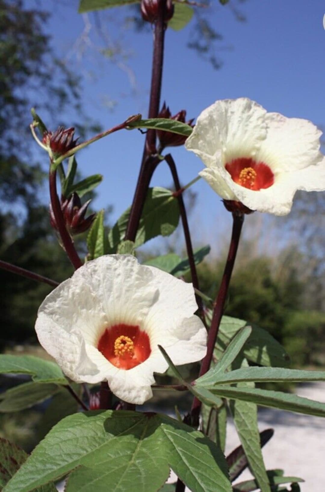 ROSELLE SORREL Hibiscus Plant Mother Queen Hibiscus Plant - Etsy