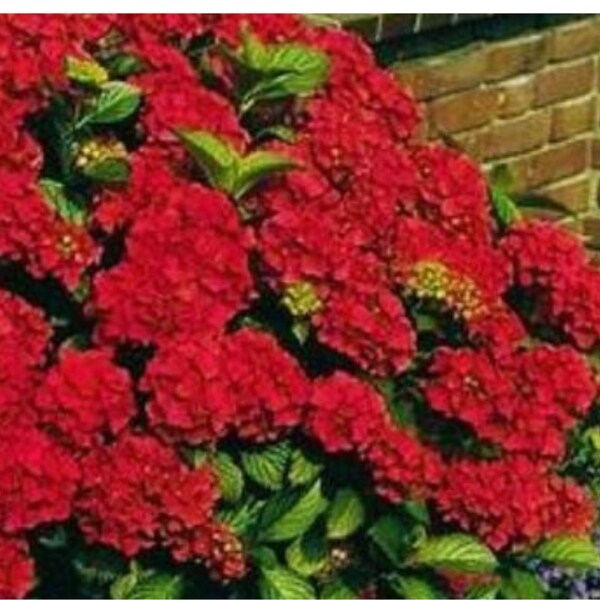 Hydrangea Ruby Red Slippers - Etsy