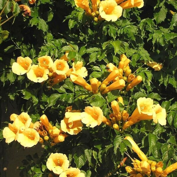 Trumpet Vine - Etsy