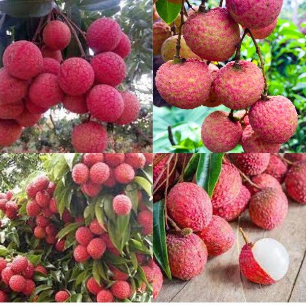Lychee Tree - Etsy