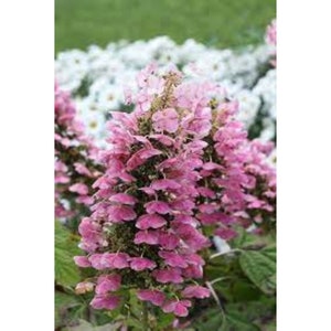 Pink Hydrangea Plant-gatsby Pink-oakleaf Hydrangea Hydrangea ...