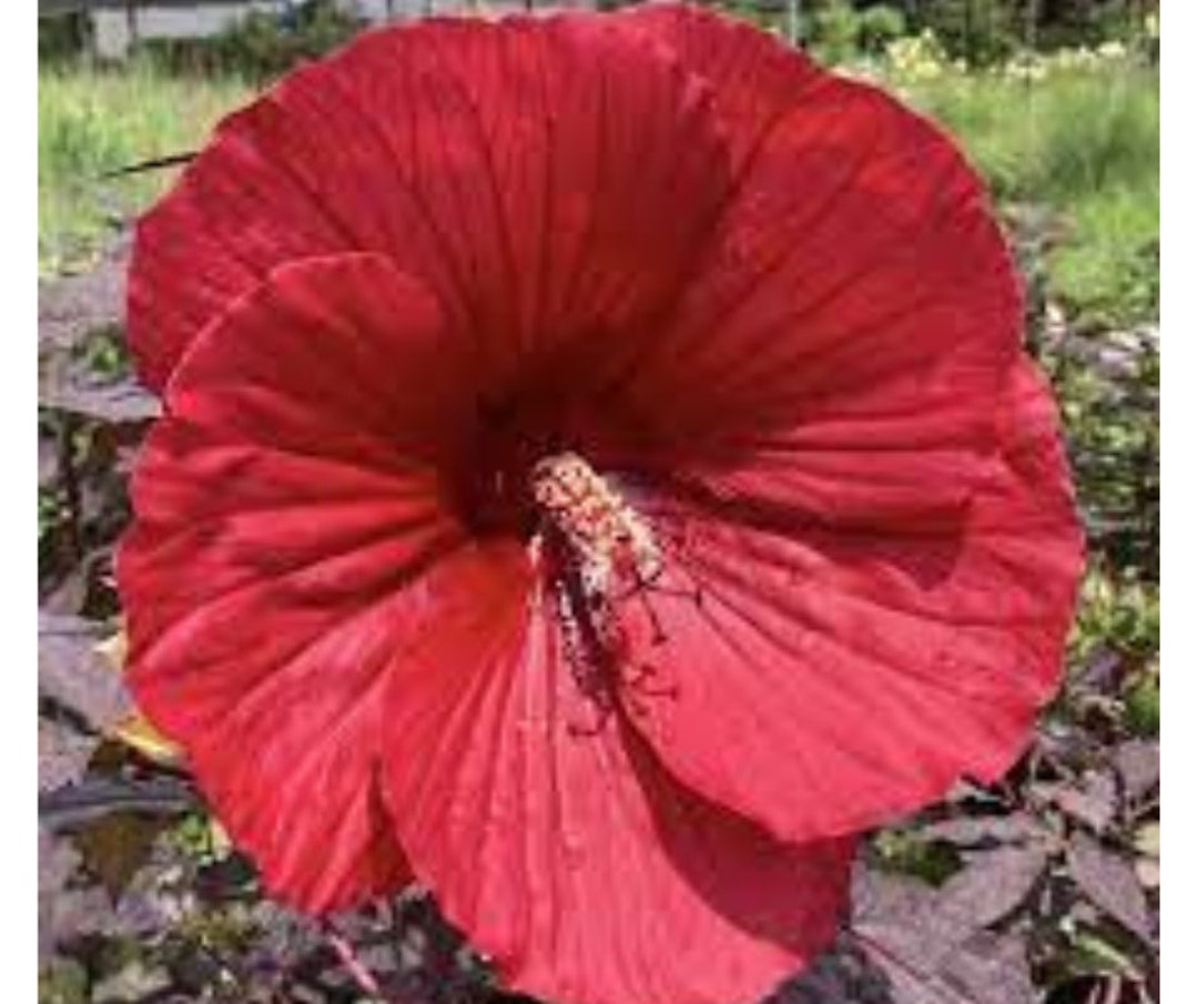 Red Hibiscus Syriacus 'midnight Marvel' hardy - Etsy
