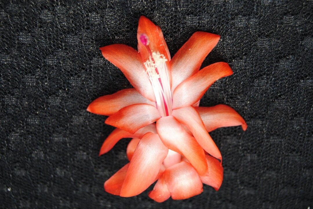 Orange Christmas Cactus Starter Plant orange Norris Schlumbergera Live ...