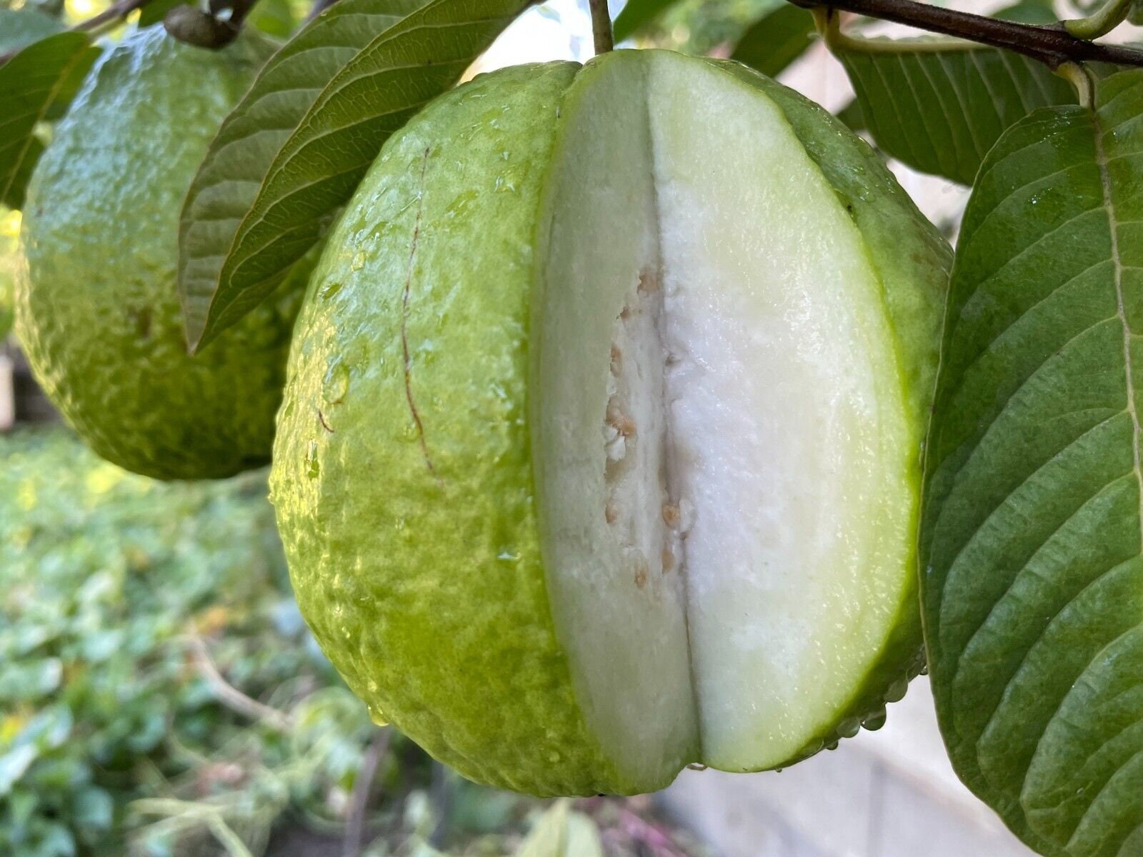 White Pearl Guava Fruit Tree Live Plant tropical Crunchy - Etsy