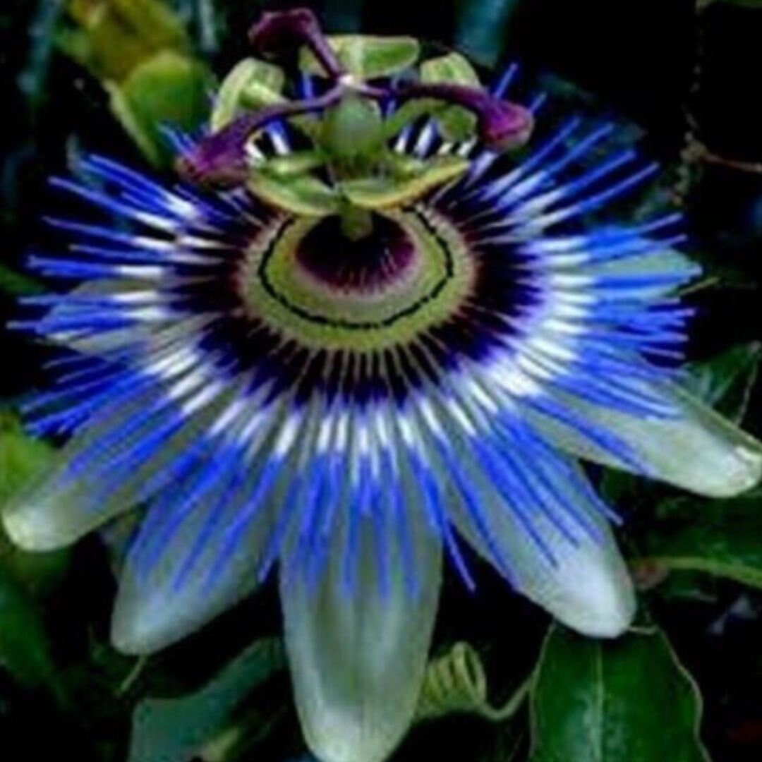 Blue Passion Flower Plant Hardy Blue Crown Passiflora Caerulea Passion Flower Small Live Starter