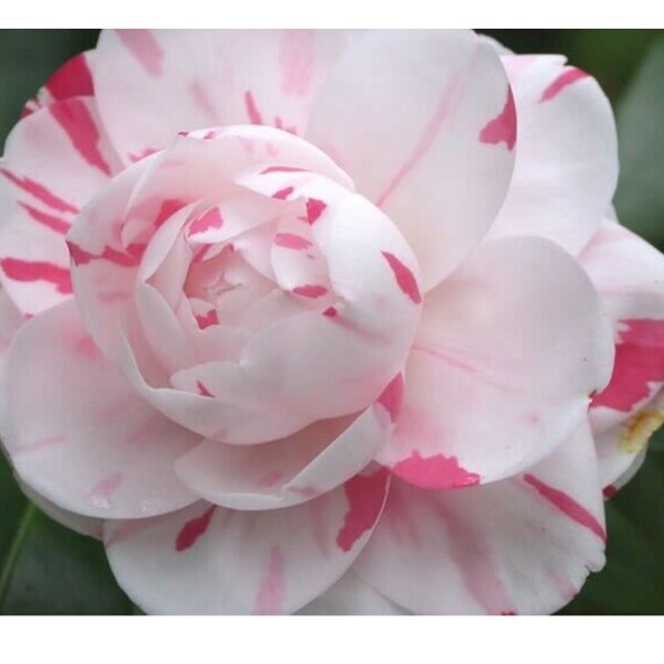 Rose Plants Live - Etsy