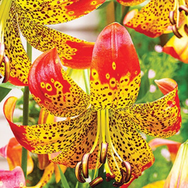Leopard Lily - Etsy