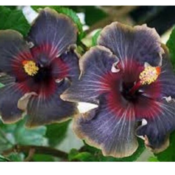 Black Hibiscus - Etsy