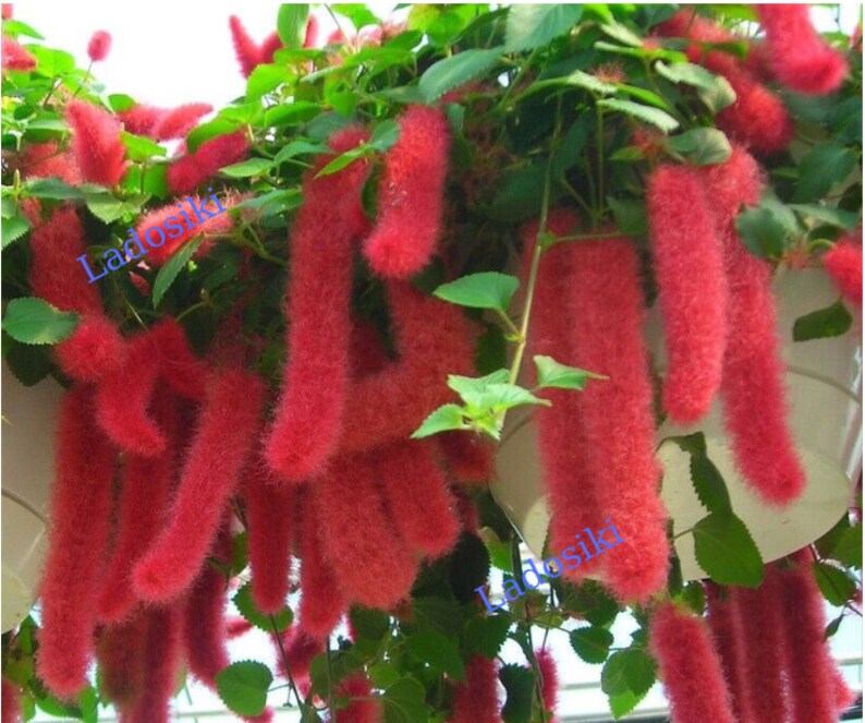 Acalypha Pendula CHENILLE Plant-chenille Firetail Plant Cat - Etsy