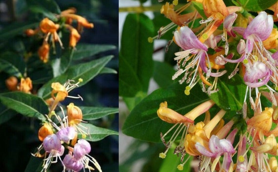 LONICERA 'CANDY SWIRL ' Honeysuckle Vine plant - Etsy