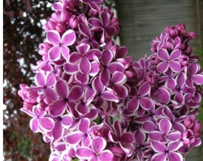 Sensation French Lilac syringa Live Plant - Etsy