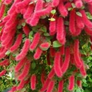 Acalypha Pendula CHENILLE Plant-chenille Firetail Plant Cat Tails Plant ...