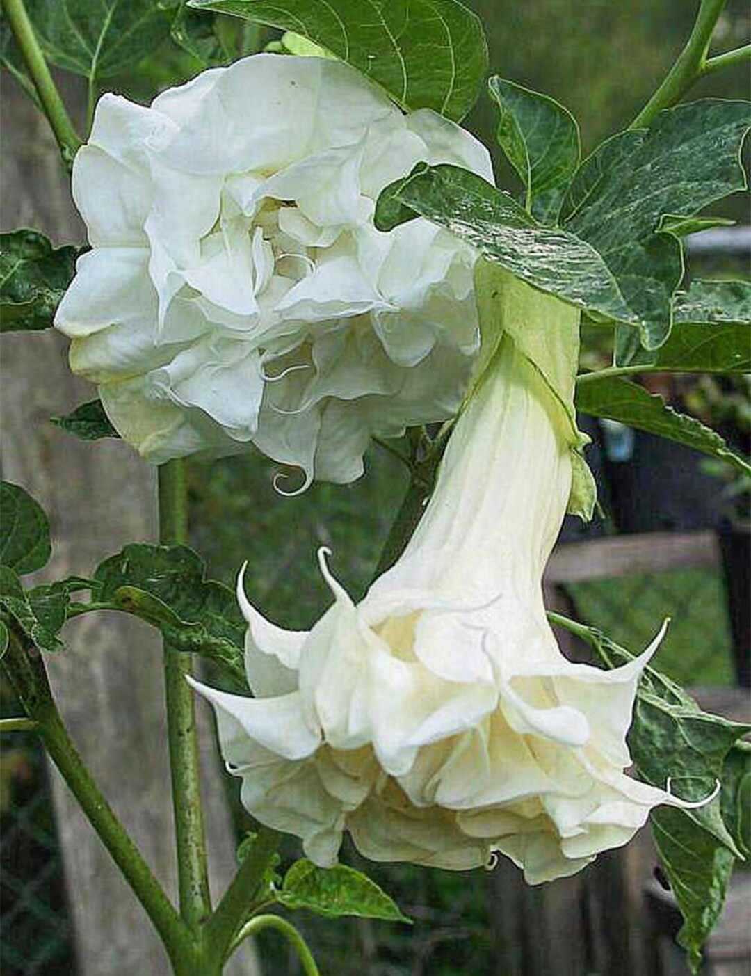White Double Brugmansia Angel Trumpet Plant Double White Bloom Live ...