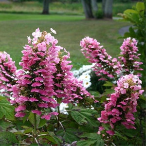 Pink Hydrangea Plant-gatsby Pink-oakleaf Hydrangea Hydrangea ...