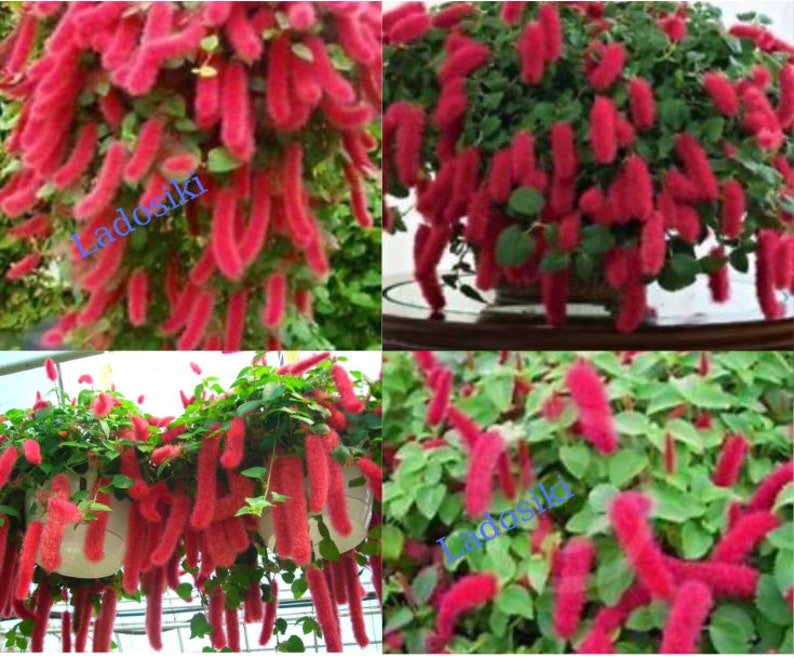 Acalypha Pendula CHENILLE Plant-chenille Firetail Plant Cat - Etsy