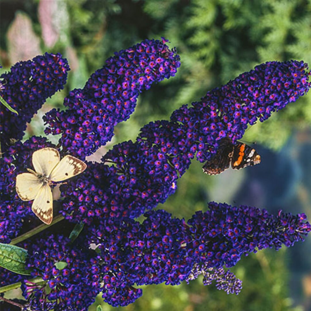 Buddleja 'black Knight' butterfly Bush Fragrant live Starter Plant Ship ...