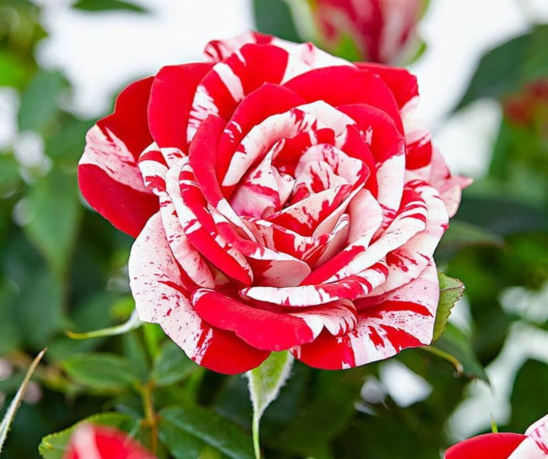 Red White Rose Bush Plant Parade Gigi Miniature Rose Bush Fragrant ...