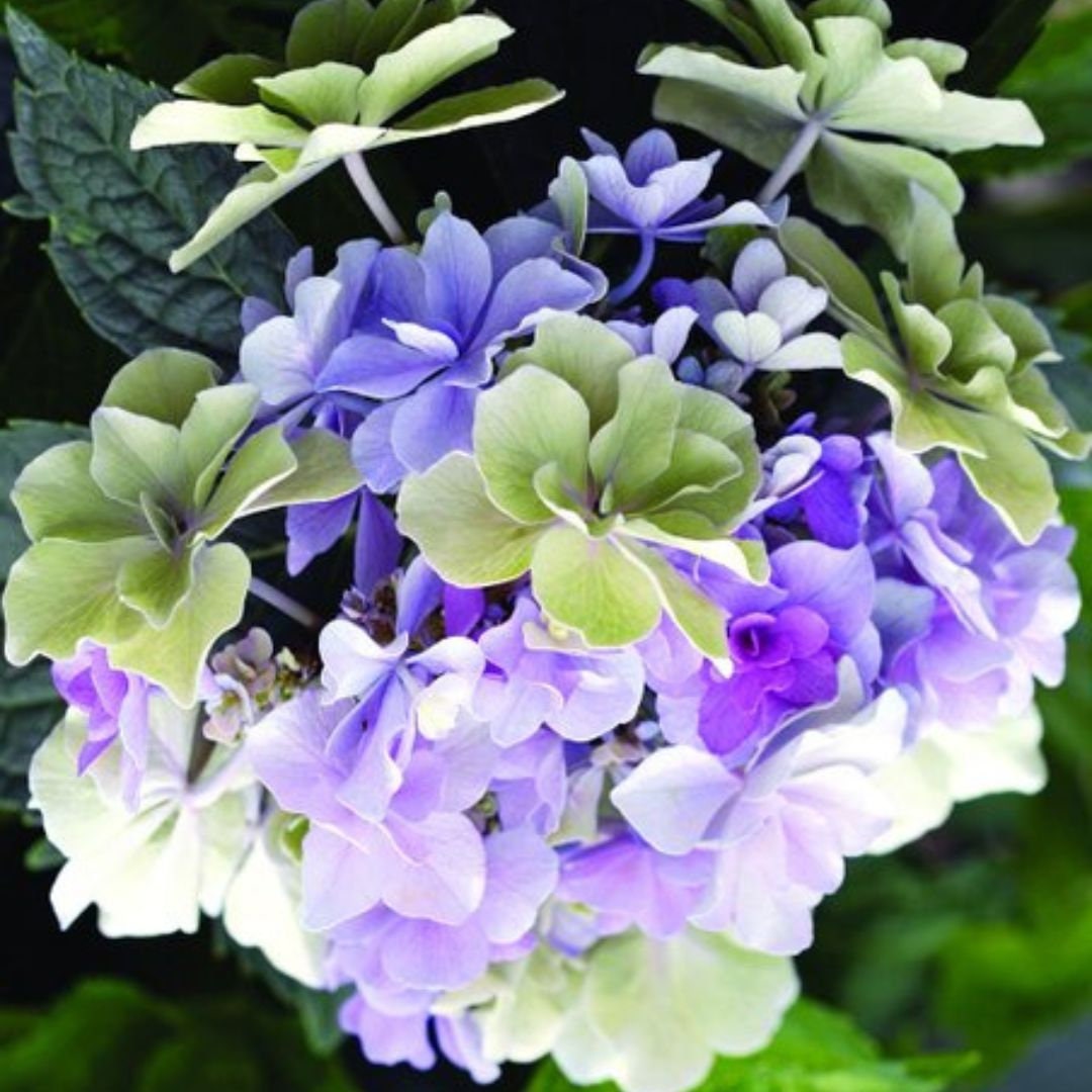 Purple White Hydrangea Paniculata Plant'felicity' Healthy Starter Plant ...