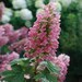Pink Hydrangea Plant-gatsby Pink-oakleaf Hydrangea Hydrangea ...