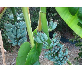 Musa-ice CREAM BLUE JAVA Live Banana Tree-healthy Well - Etsy