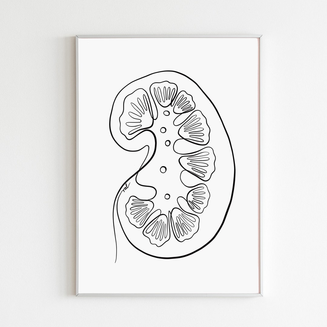 Kidney Art Print Floral Anatomy Artowork Nephrologist Gift - Etsy