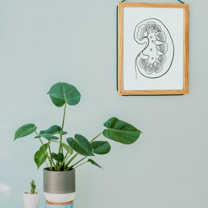 Kidney Anatomy Art Set of 2 Prints Urology Wall Art Printable Nieren ...