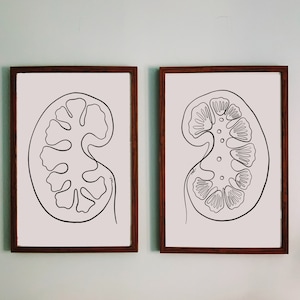 Kidney Anatomy Art Set of 2 Prints Urology Wall Art Printable Nieren ...