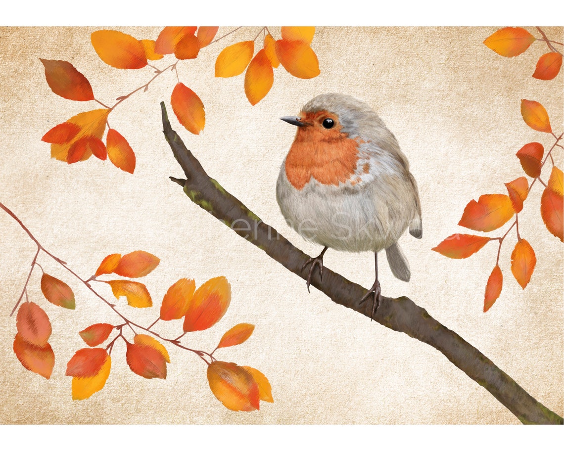 Robin Sitting on a Branch During Autumn, Hand Drawing, Printed Postcard ...