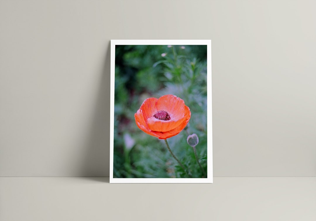 Instant Digital Download Photo Print of Poppy (portrait) Shot in Colour ...