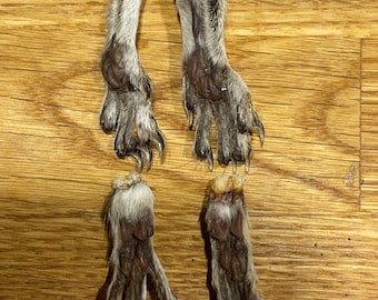 Squirrel Feet | Etsy