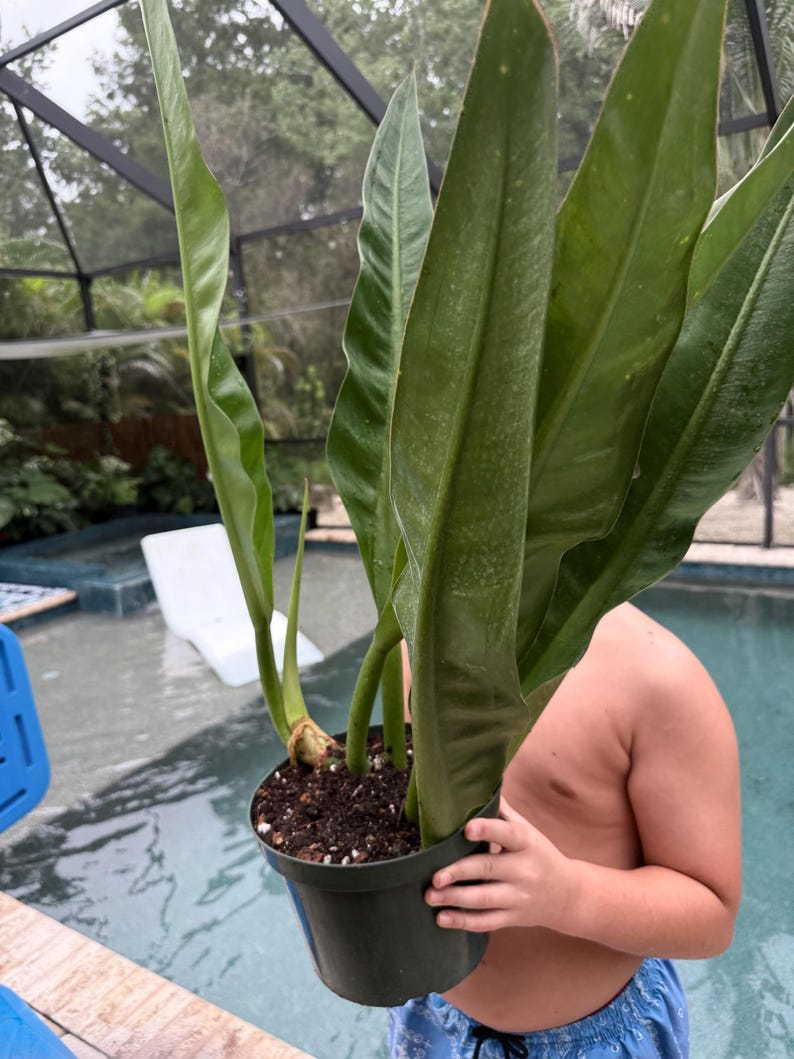 Philodendron Martianum ‘fat Boy’ Actual Plant Free Shipping - Etsy