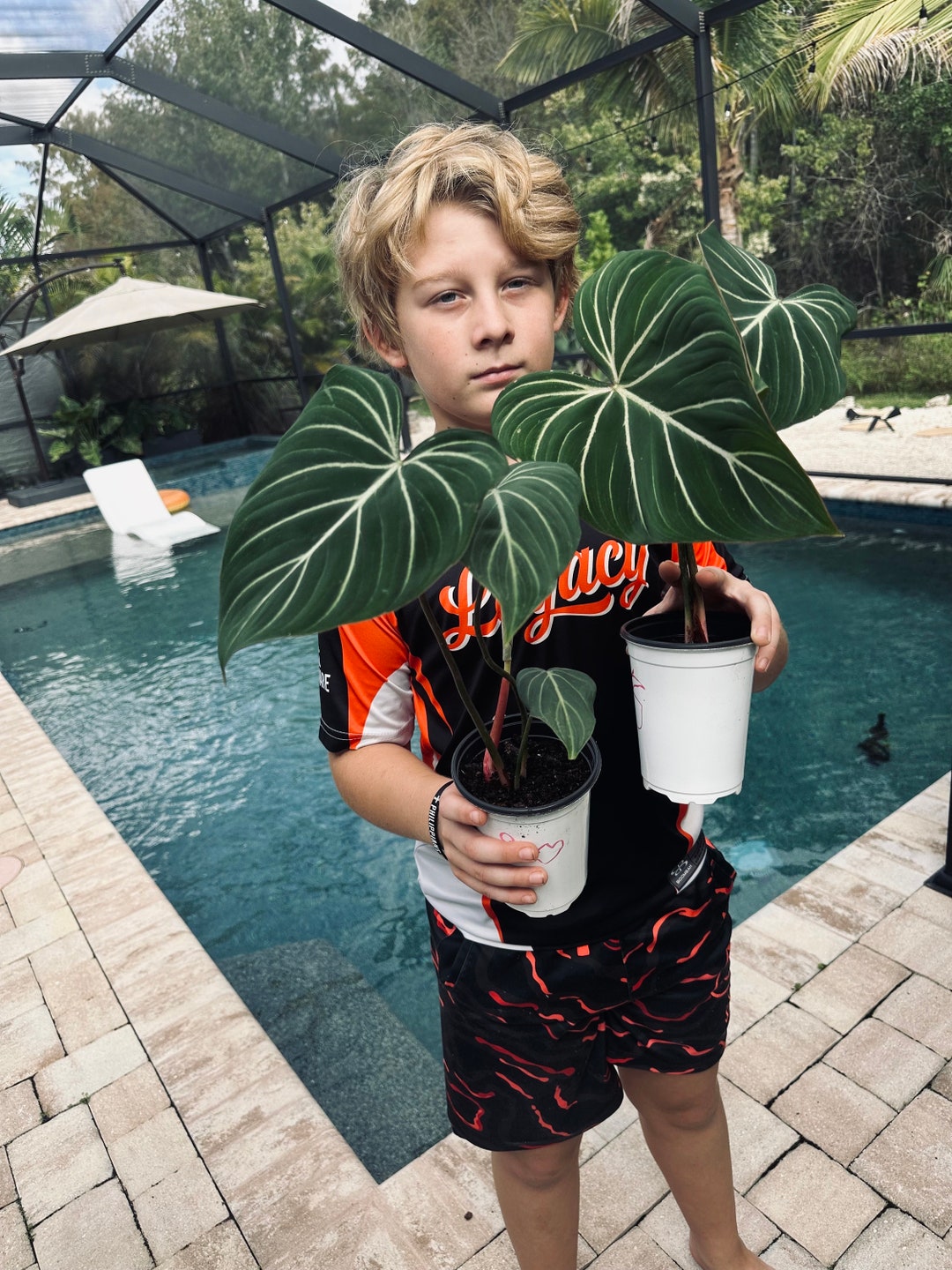 Philodendron Gloriosum Dark Form SMALL SIZE Growers Choice Free ...