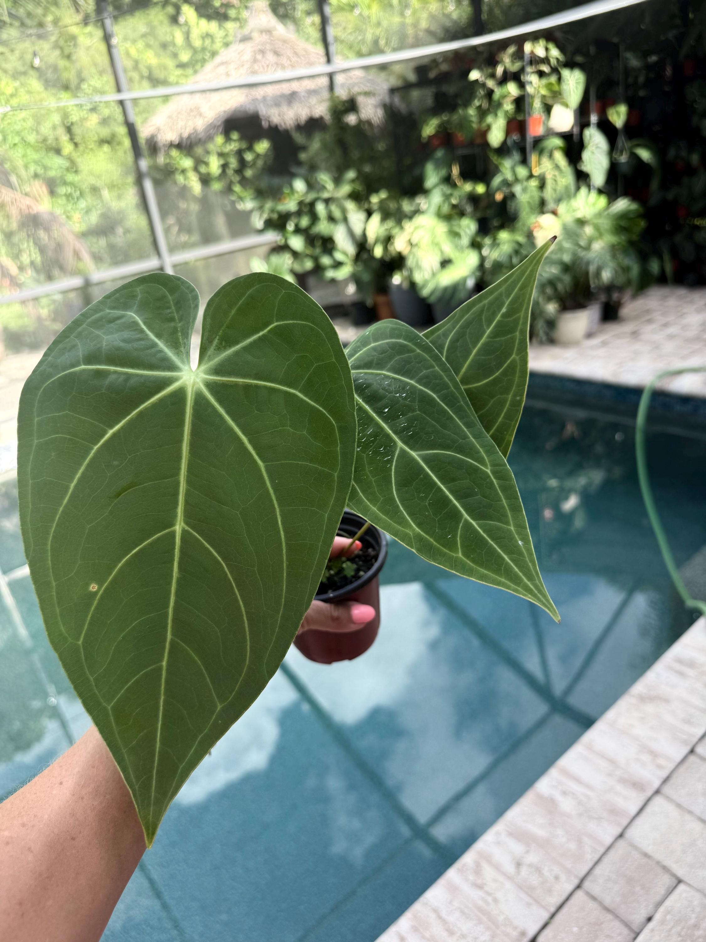Anthurium Magnificum X Pap Actual Plant Free Shipping - Etsy
