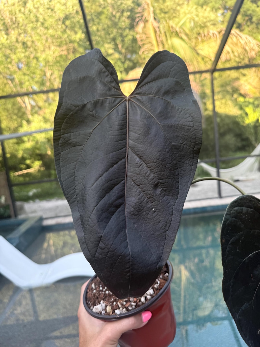 Anthurium Queen of Hearts Actual Plant Large Free Shipping - Etsy