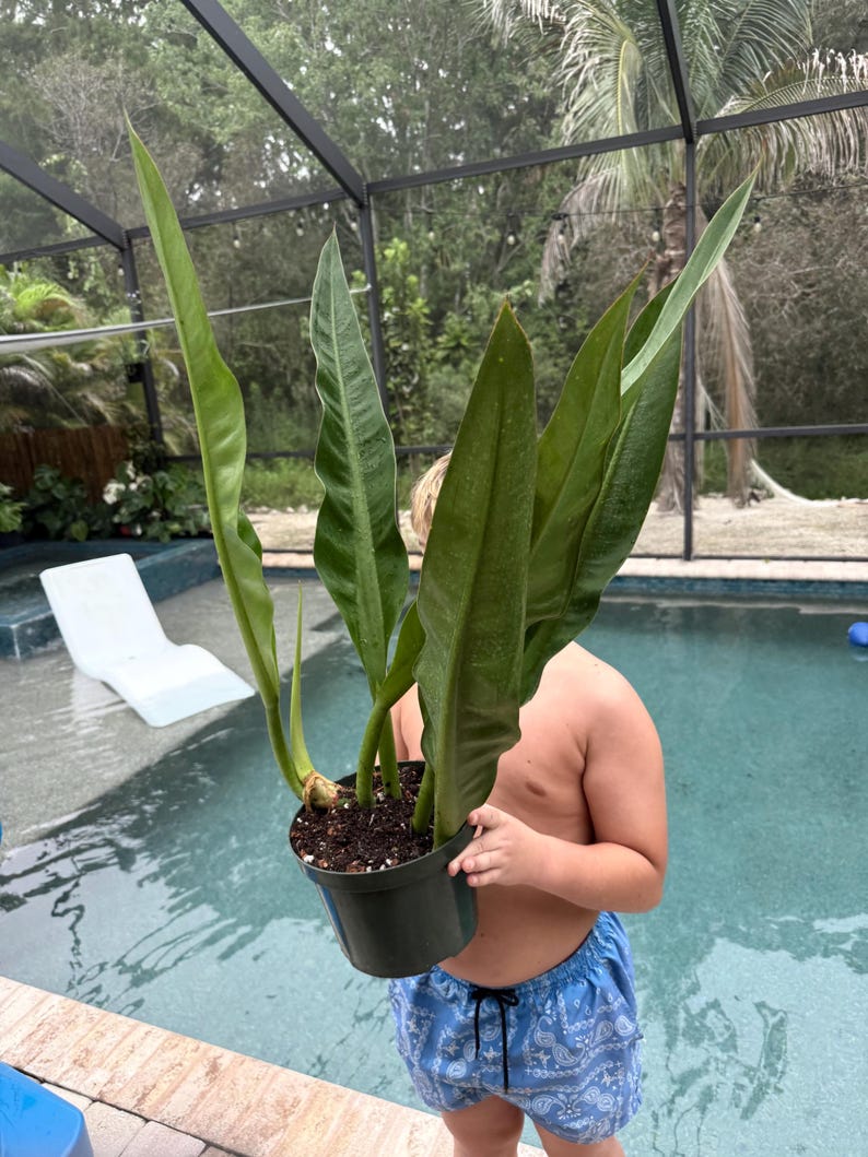 Philodendron Martianum ‘fat Boy’ Actual Plant Free Shipping - Etsy
