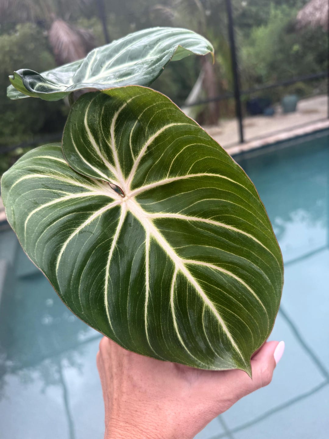 Philodendron Gloriosum Zebra Actual Plant Free Shipping - Etsy
