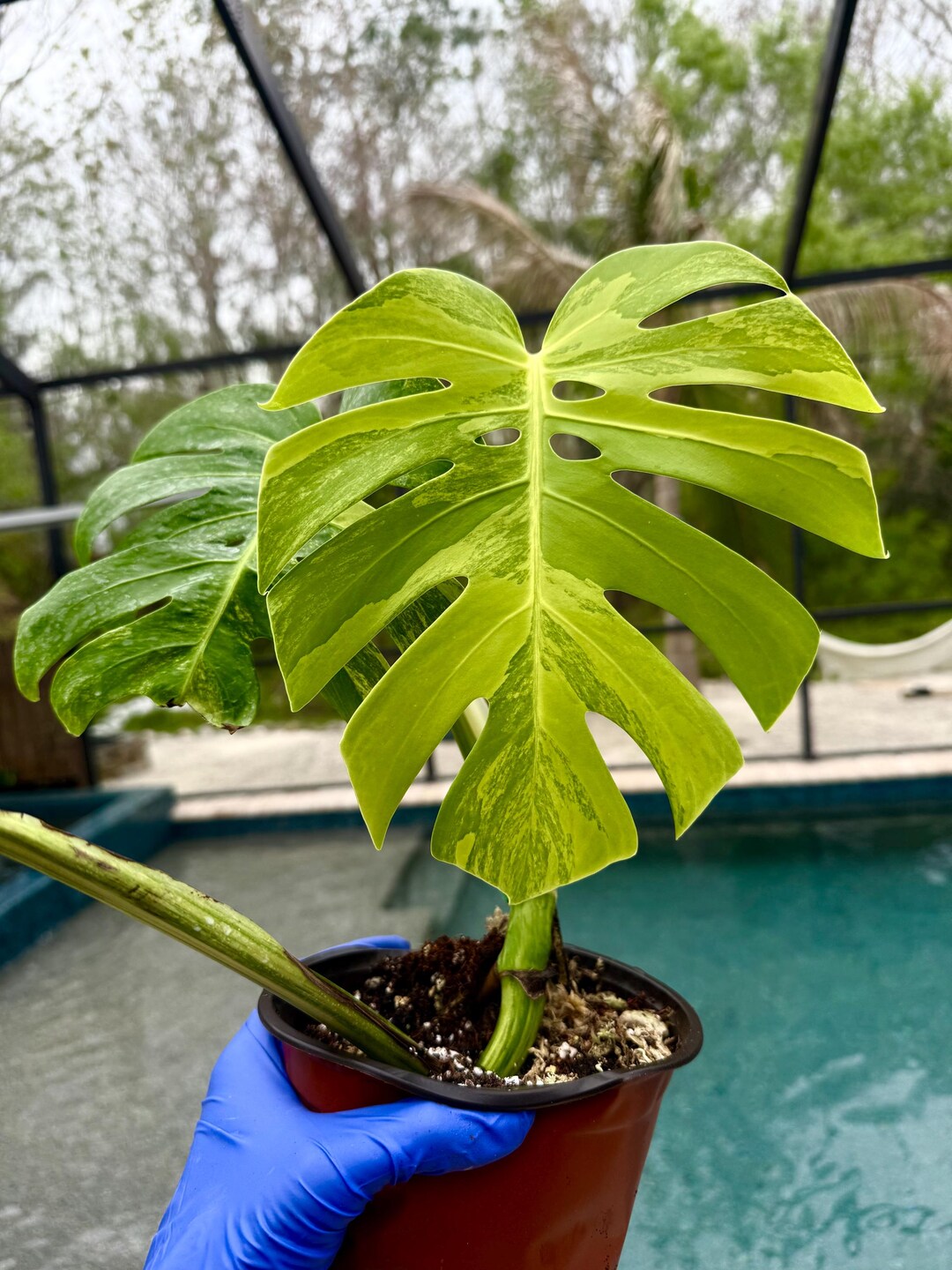 Monstera Aurea Small Form Free Shipping - Etsy