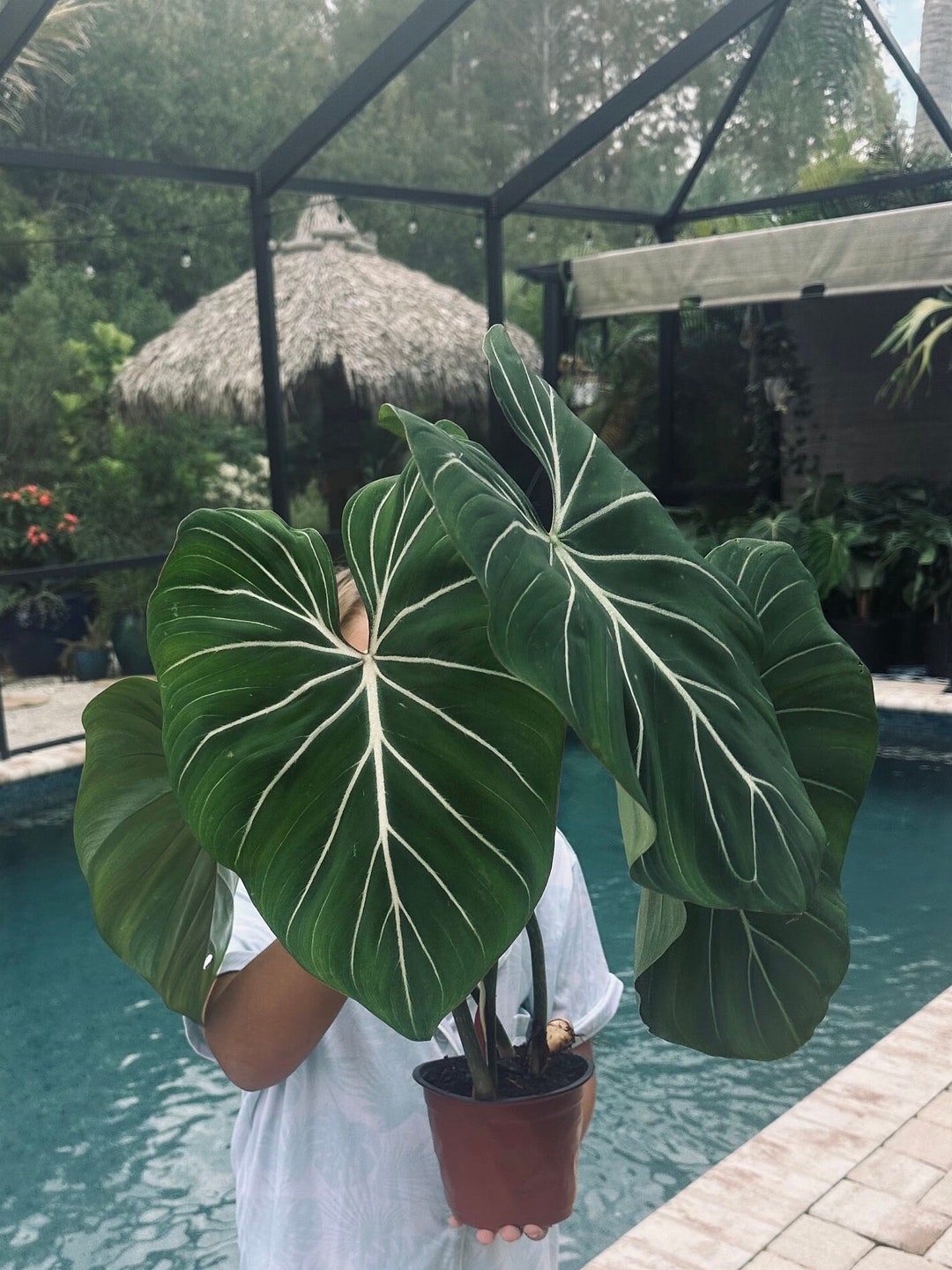 Philodendron Gloriosum Dark Form XL SIZE Growers Choice Free Shipping ...