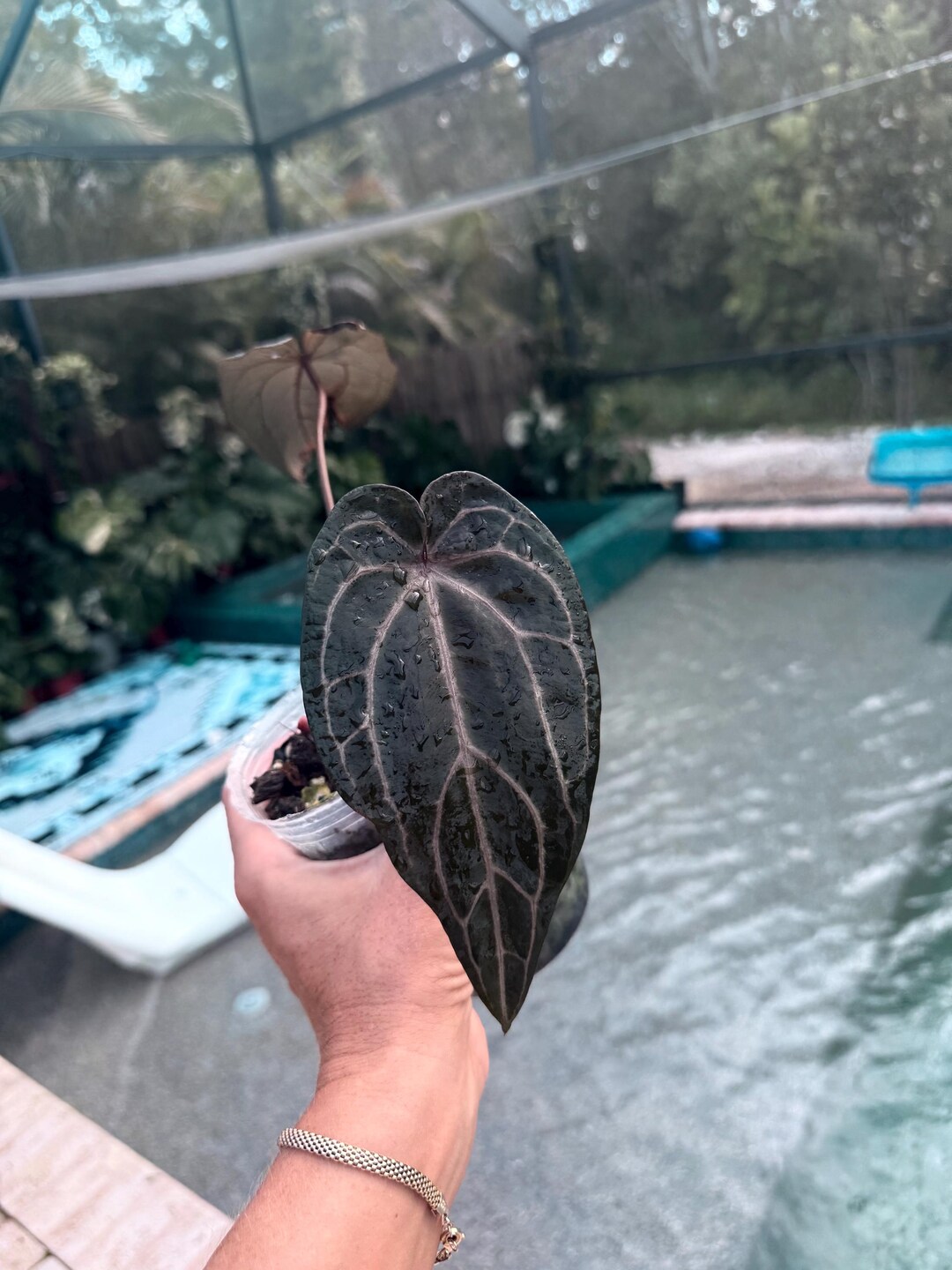 Anthurium Dark Handsome X Red Velvet Cake by Doc Actual Plant Free ...